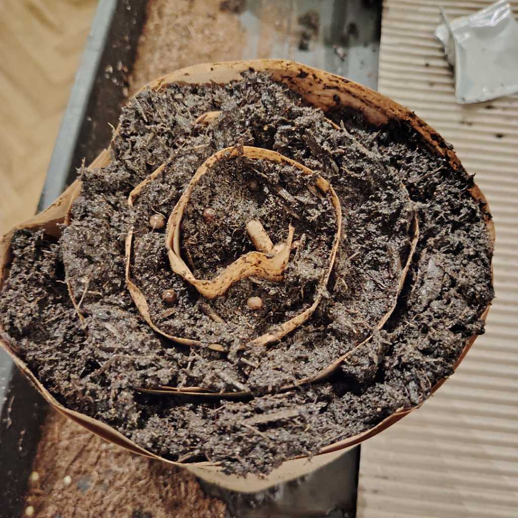 You NEED To Try Seed Snails! - Patient Gardener USA