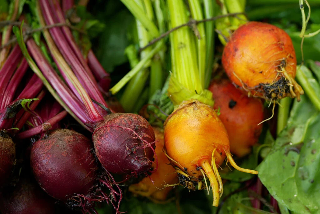 How To Grow Beets Step-By-Step - Patient Gardener USA