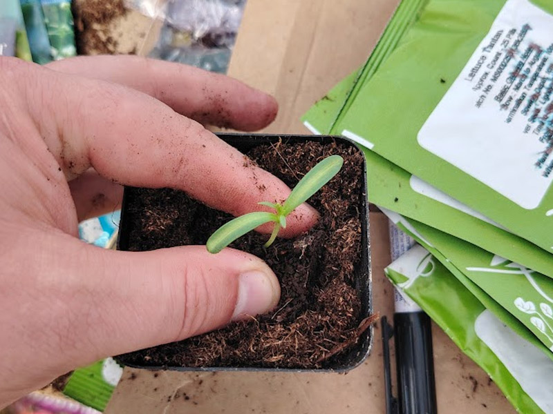 How And When To Transplant Seedlings Into Bigger Pots - Patient ...